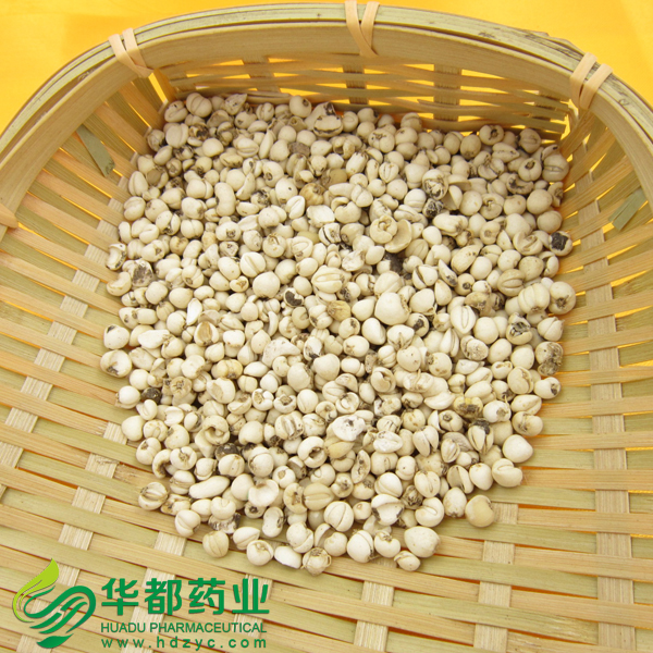 Bulbus Fritillariae Cirrhosae / 川贝母(松贝母) / Chuan Bei Mu - Buy Chinese ...